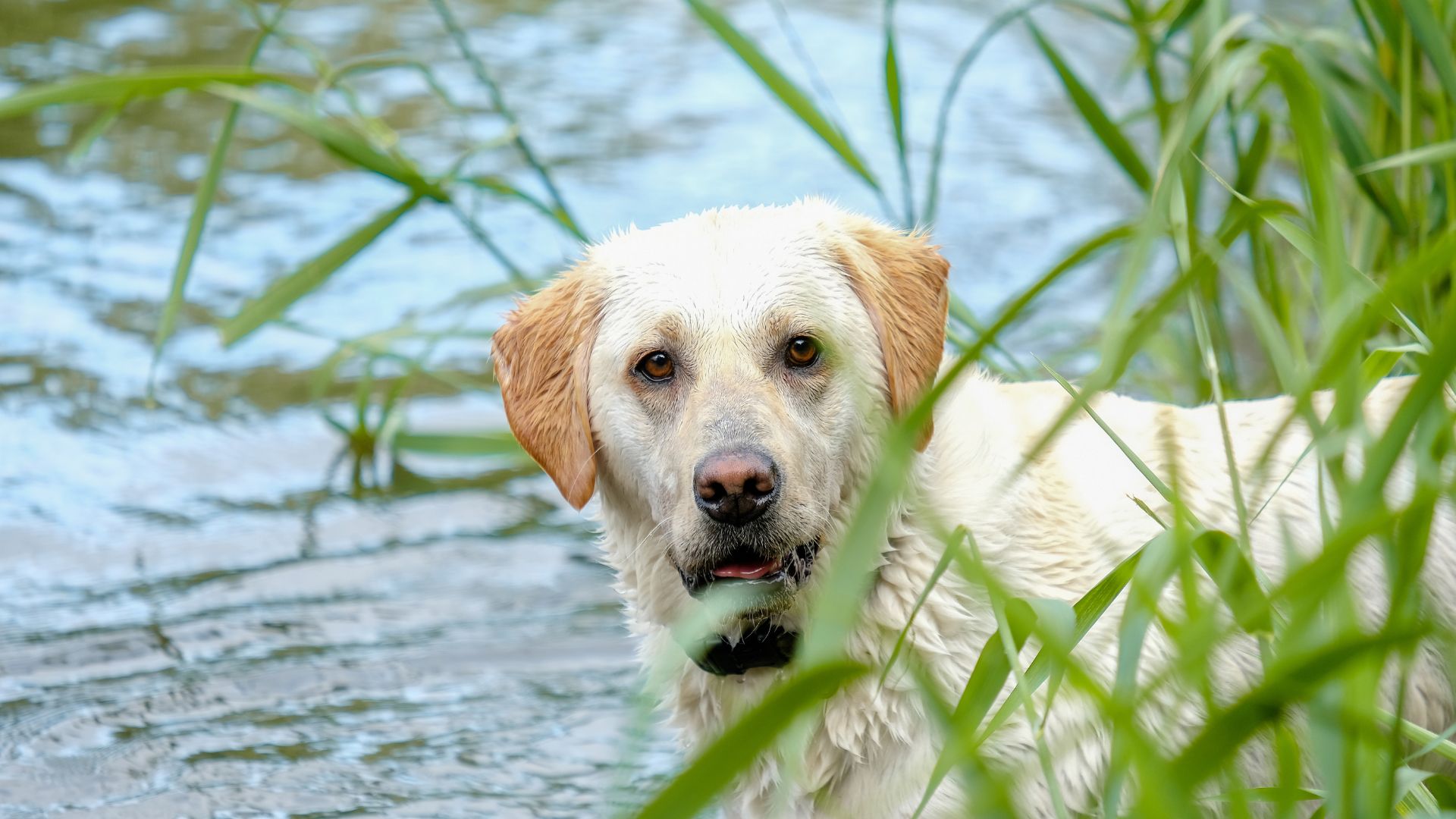 Boarding Consent Form | Wolf River Veterinary Clinic