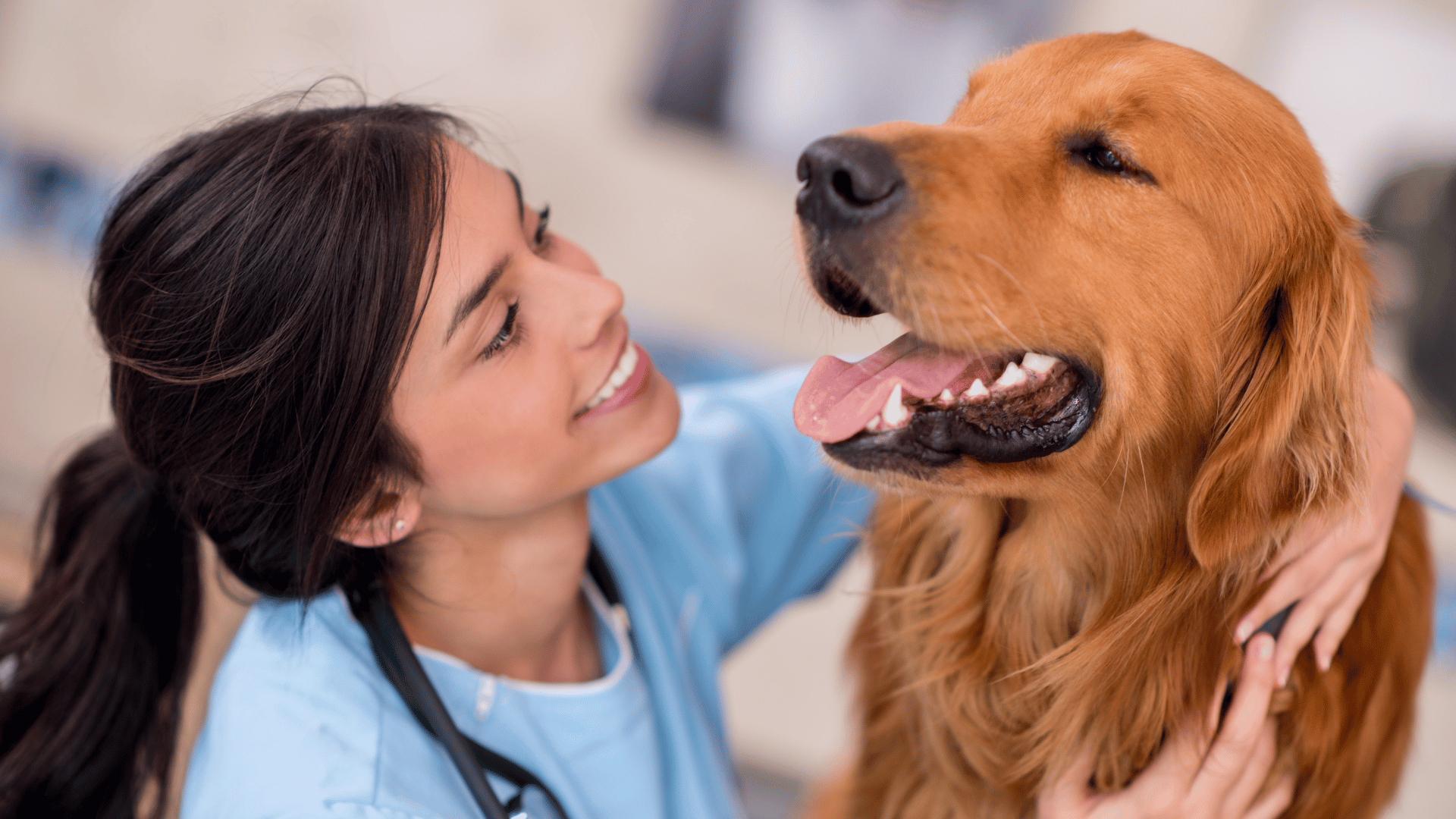 New Pet Counseling In New London, WI 54961 | Wolf River Veterinary Clinic