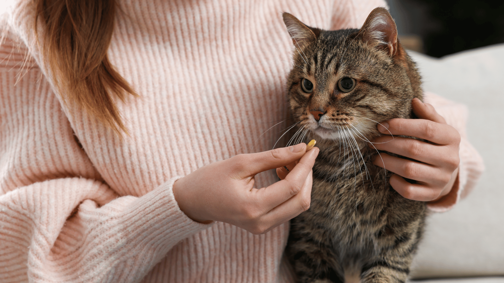 Pet Homeopathy In New London, WI 54961 | Wolf River Veterinary Clinic